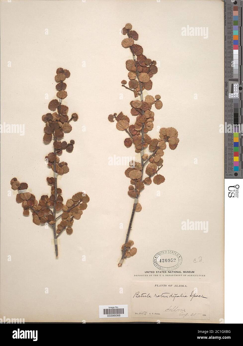 Exilis betula hi-res stock photography and images - Alamy