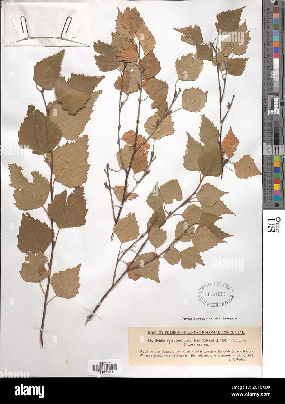 Betula verrucosa Ehrh Betula verrucosa Ehrh Stock Photo - Alamy