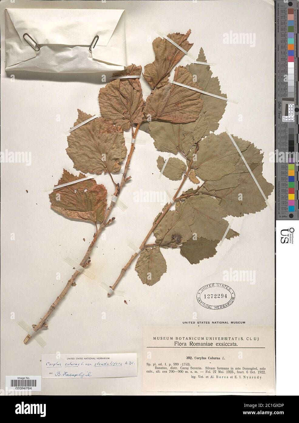 Corylus colurna L Corylus colurna L Stock Photo - Alamy