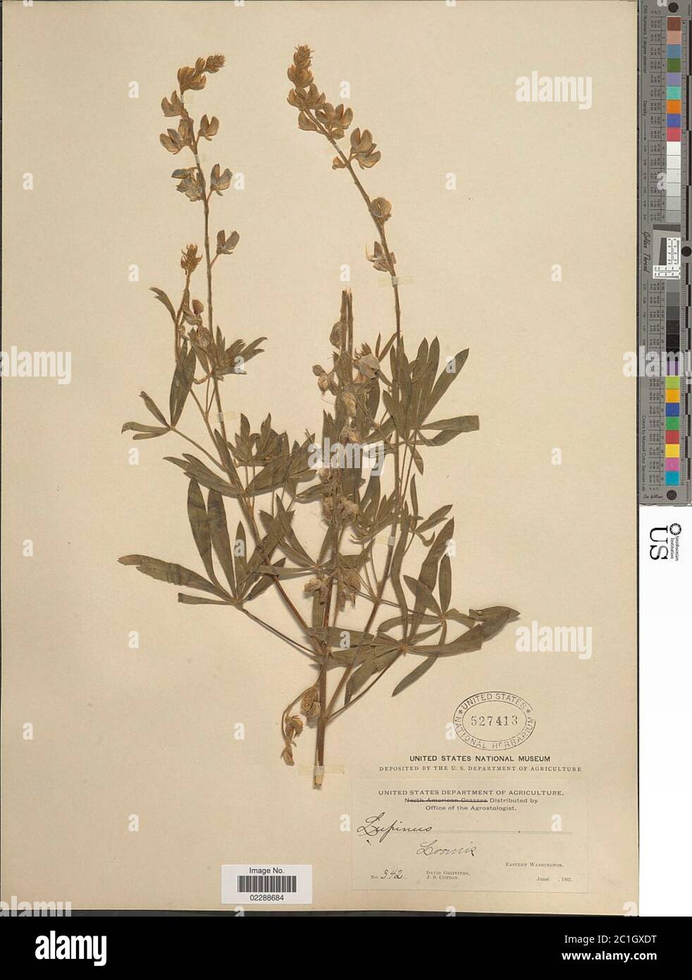 Lupinus sp Lupinus sp Stock Photo - Alamy