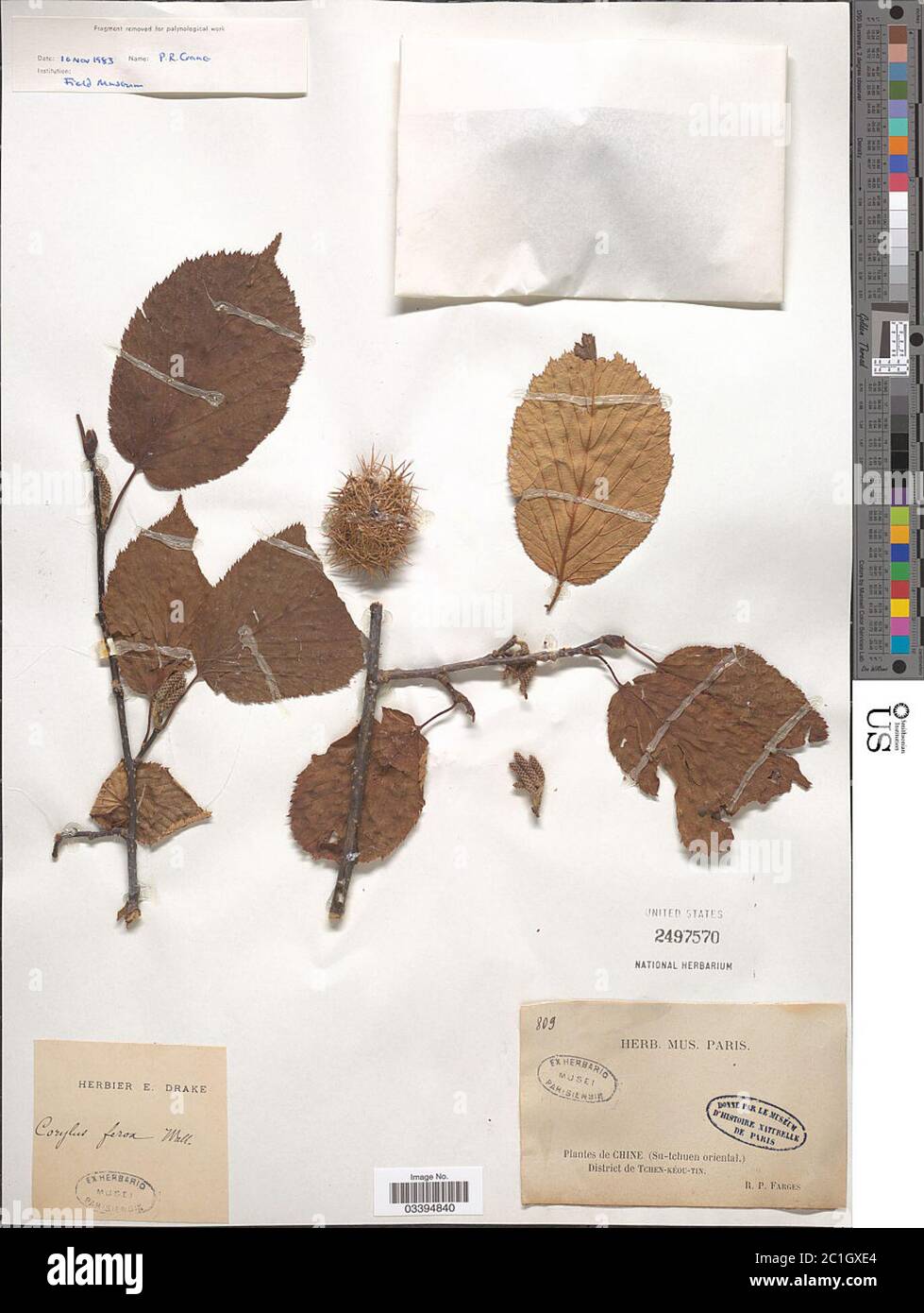 Corylus ferox Wall Corylus ferox Wall Stock Photo - Alamy