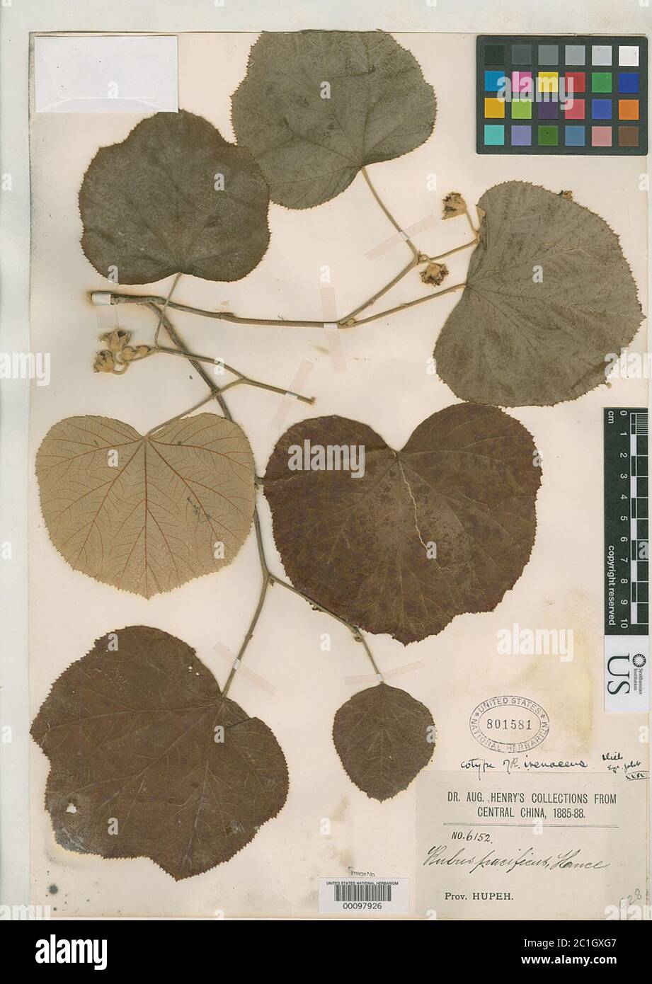 Rubus irenaeus hi-res stock photography and images - Alamy