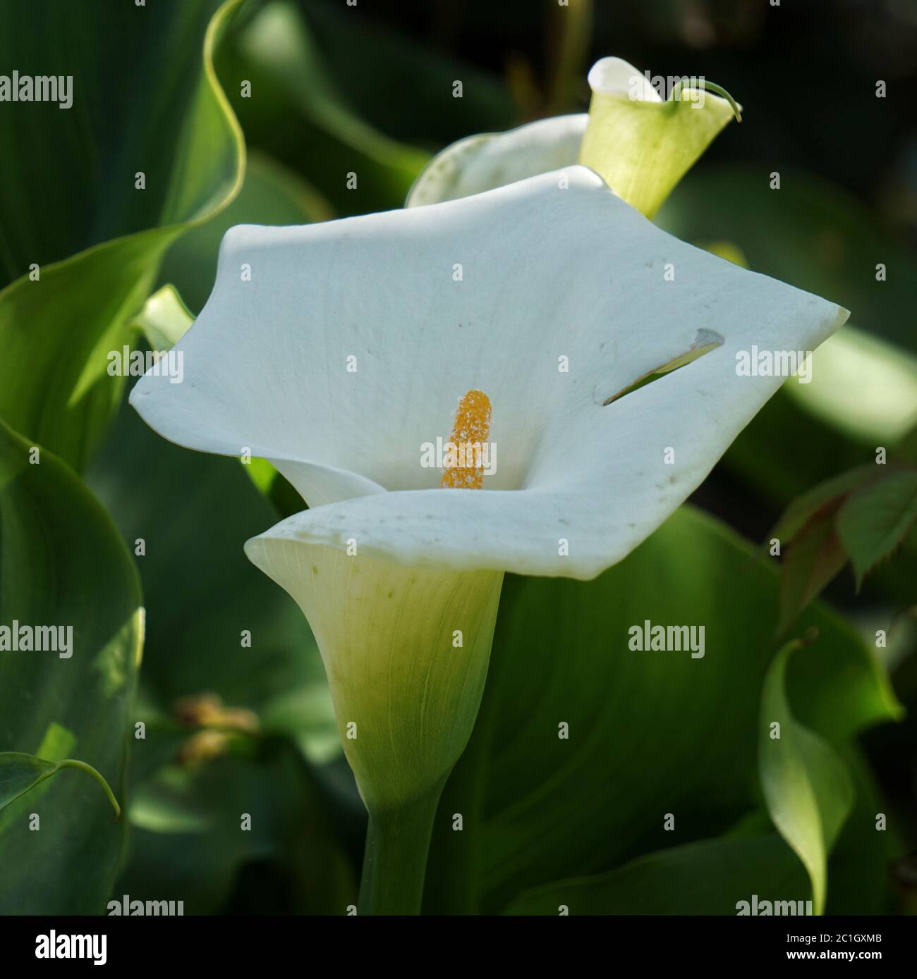 white calla flower plant in the garden Stock Photo - Alamy