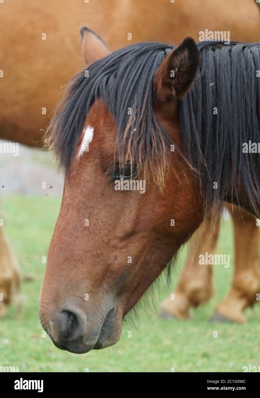 brown horse in the farm in the mountain Stock Photo - Alamy