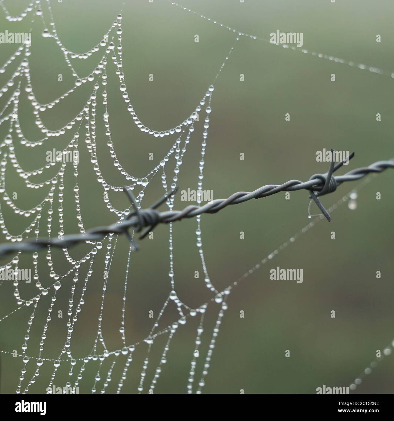 spider web on the barbed wire fence in the nature Stock Photo - Alamy