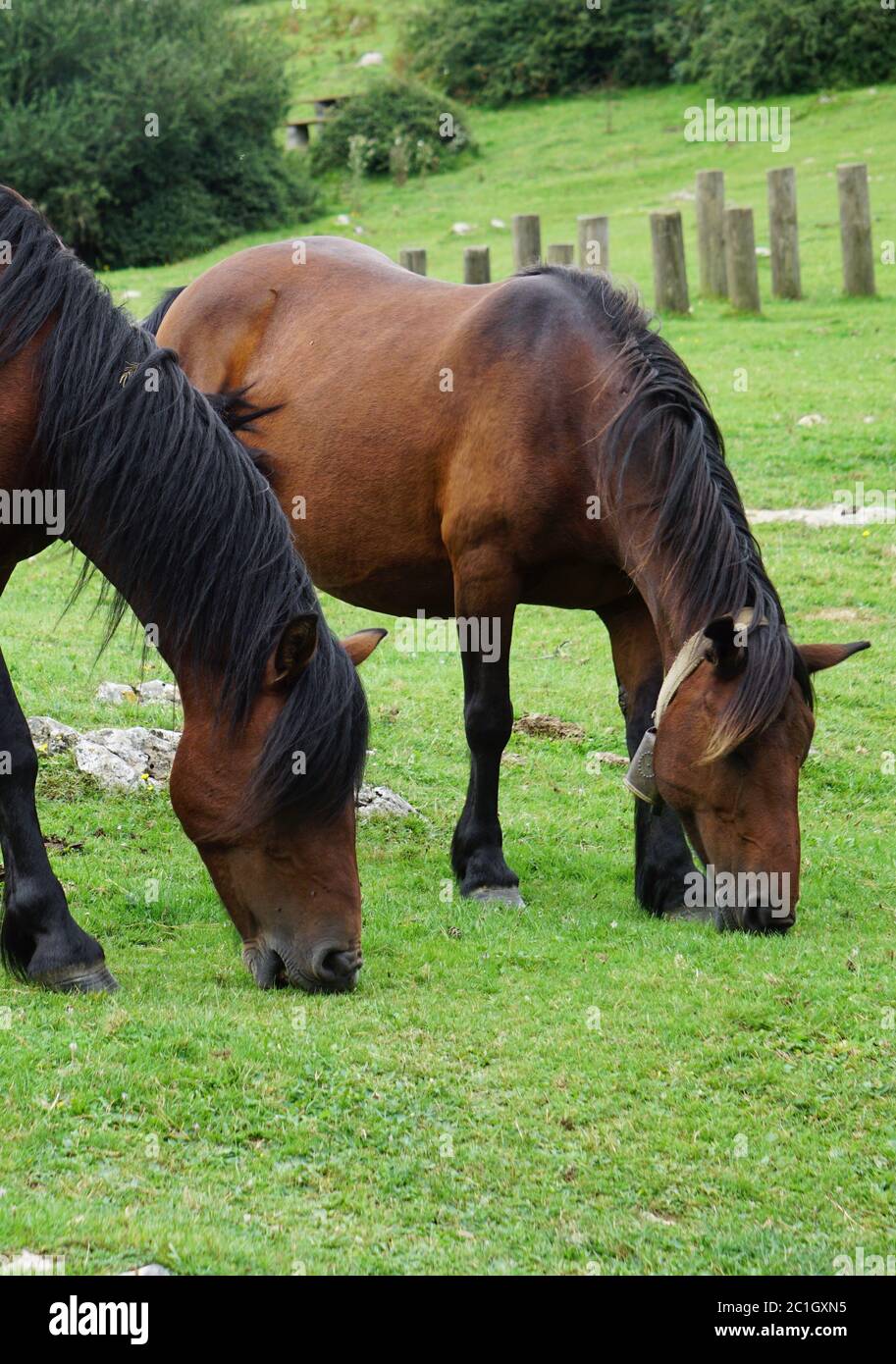 brown horse in the farm in the mountain Stock Photo - Alamy