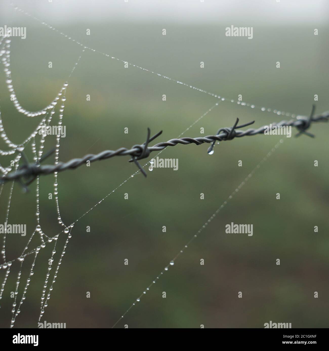 Wire net fence hi-res stock photography and images - Alamy