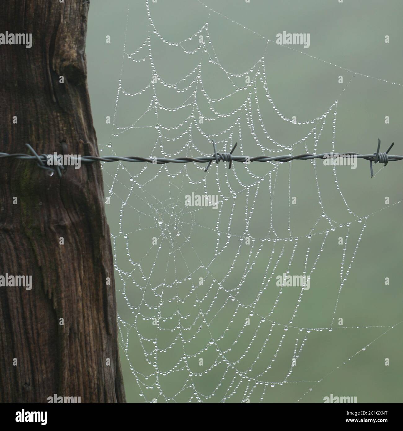 spider web on the barbed wire fence in the nature Stock Photo - Alamy