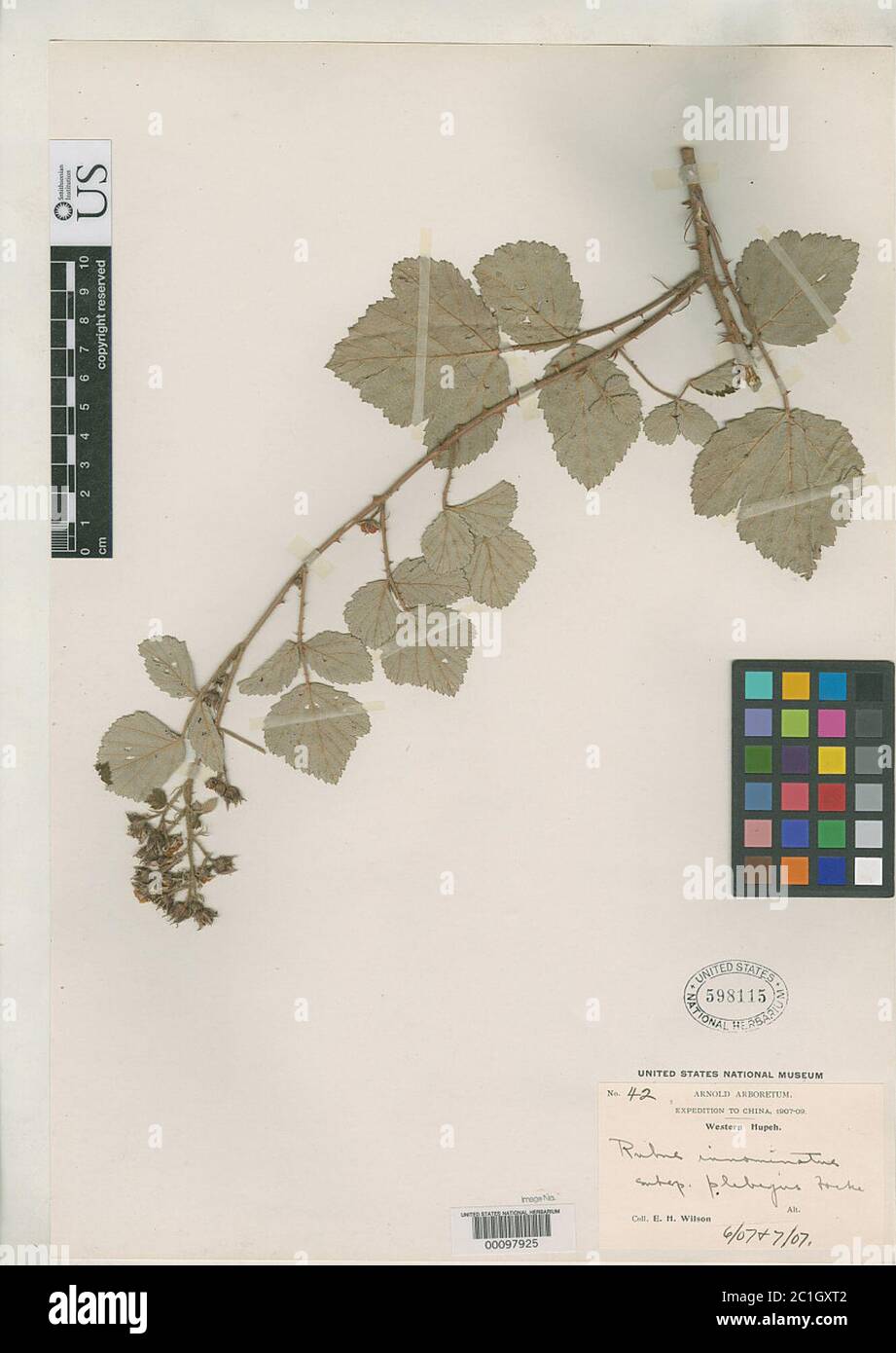 Innominatus hi-res stock photography and images - Alamy