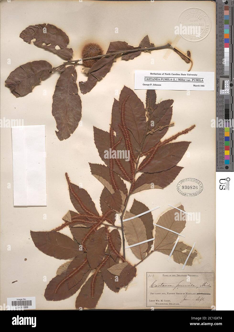 Castanea pumila hi-res stock photography and images - Alamy