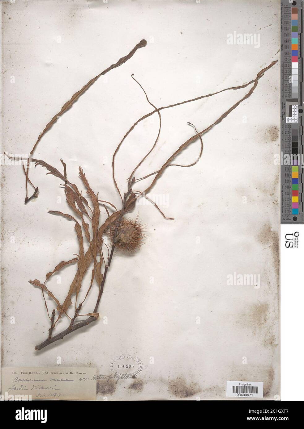 Castanea sativa Mill Castanea sativa Mill Stock Photo - Alamy