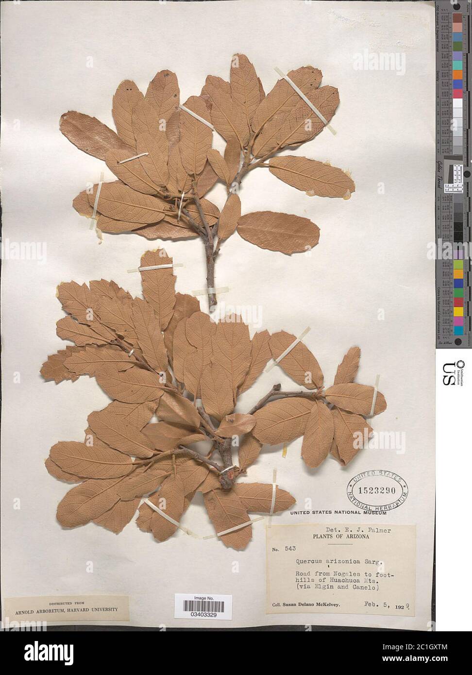 Quercus arizonica Sarg Quercus arizonica Sarg Stock Photo - Alamy