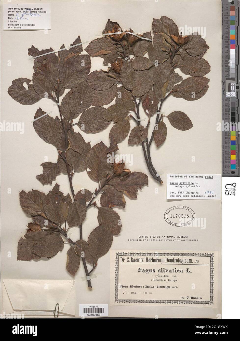 Fagus sylvatica L Fagus sylvatica L Stock Photo - Alamy
