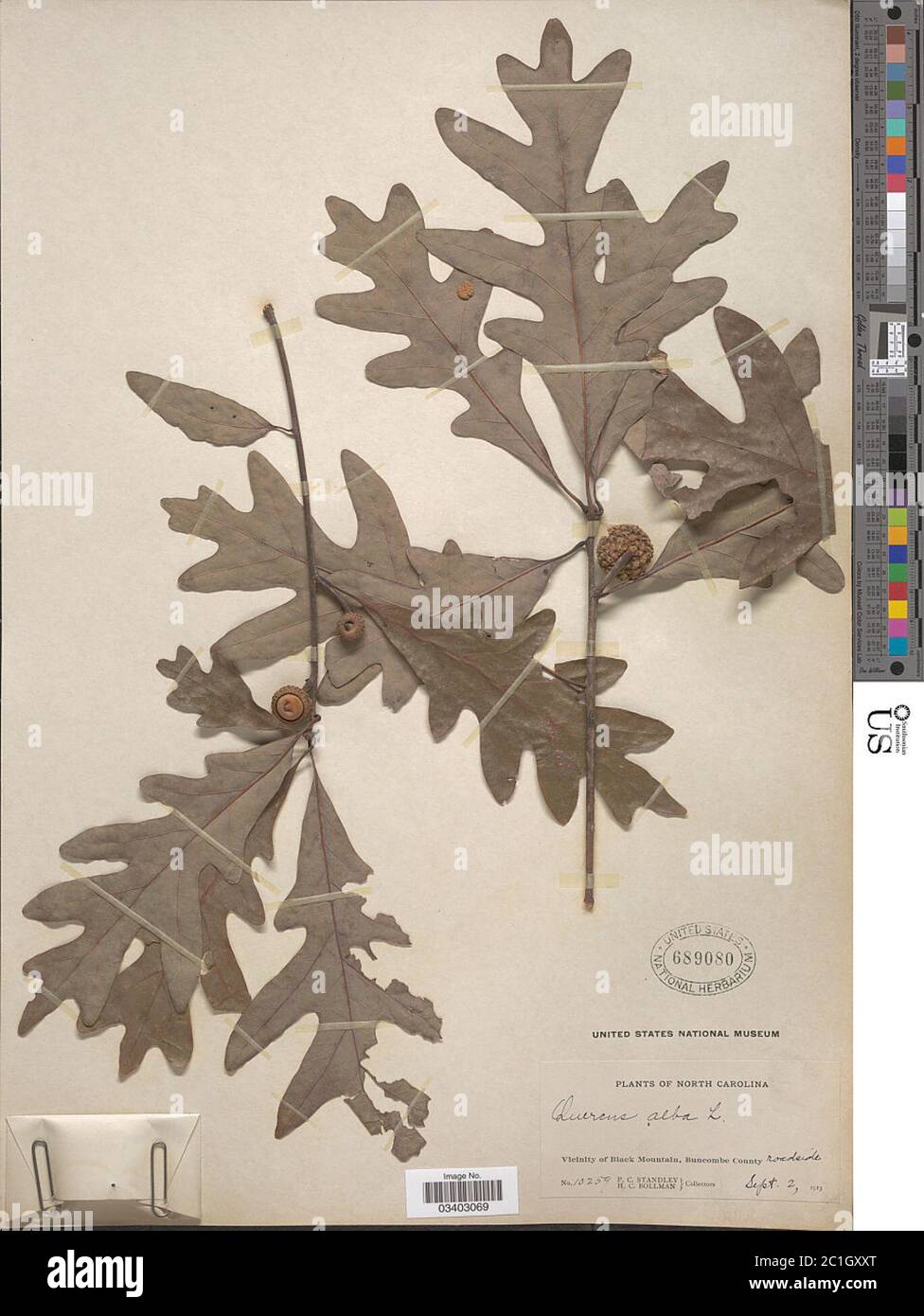 Quercus alba L Quercus alba L Stock Photo - Alamy