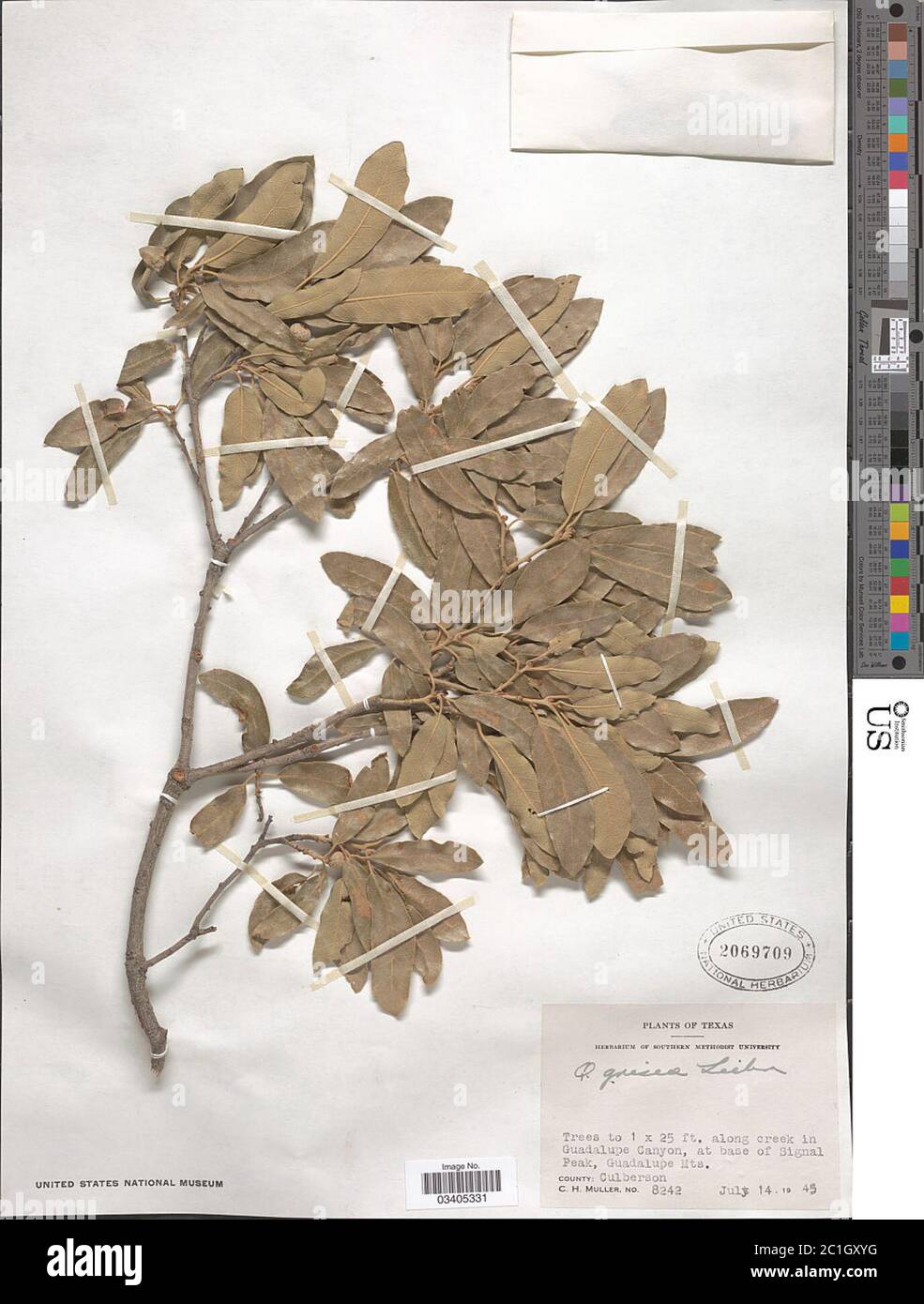 Quercus grisea Liebm Quercus grisea Liebm Stock Photo - Alamy