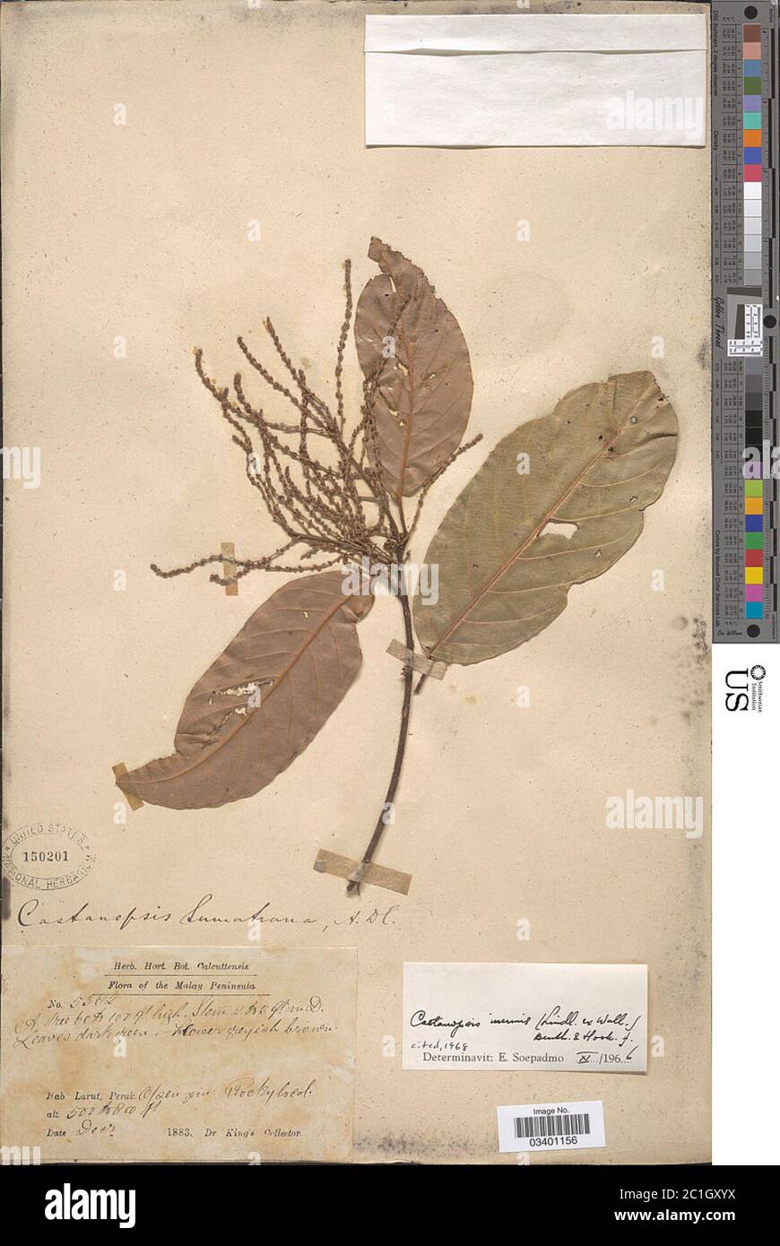 Castanopsis inermis Lindl ex Wall Benth Hook Castanopsis inermis Lindl ...