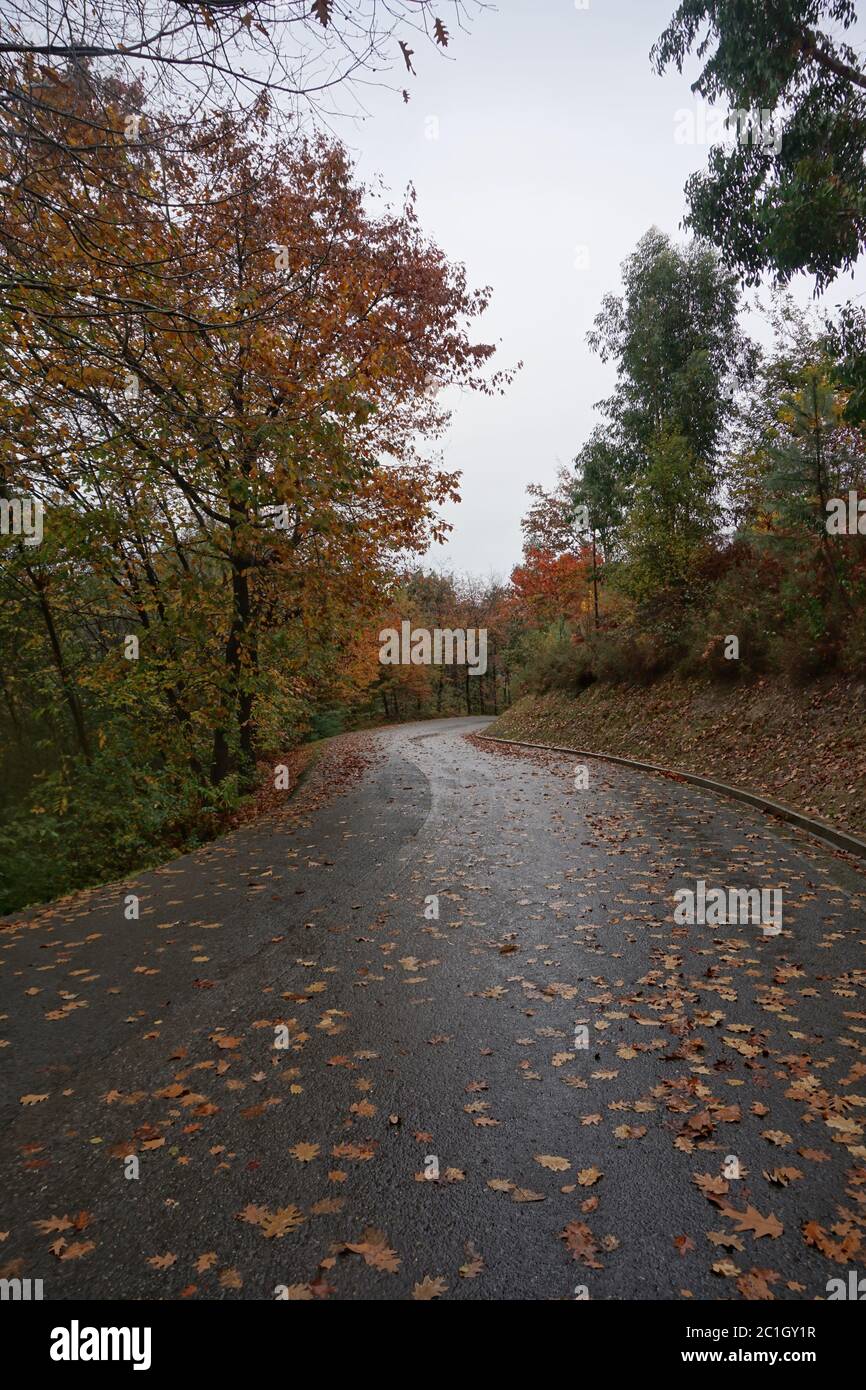 road and red trees in the forest in the mountain Stock Photo - Alamy