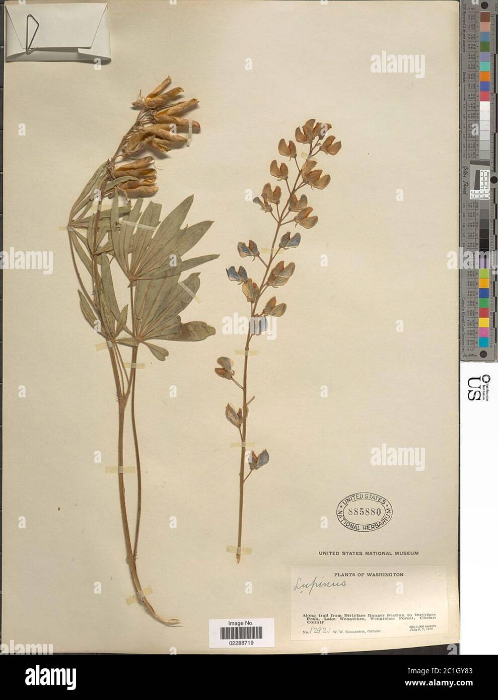 Lupinus sp Lupinus sp Stock Photo - Alamy
