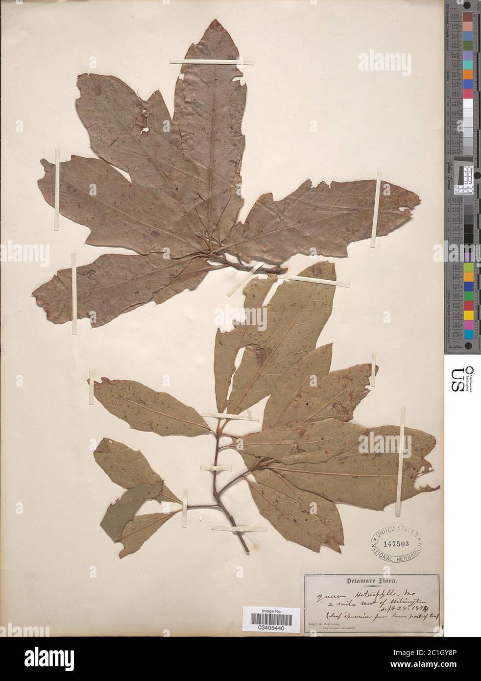 Quercus heterophylla hi-res stock photography and images - Alamy