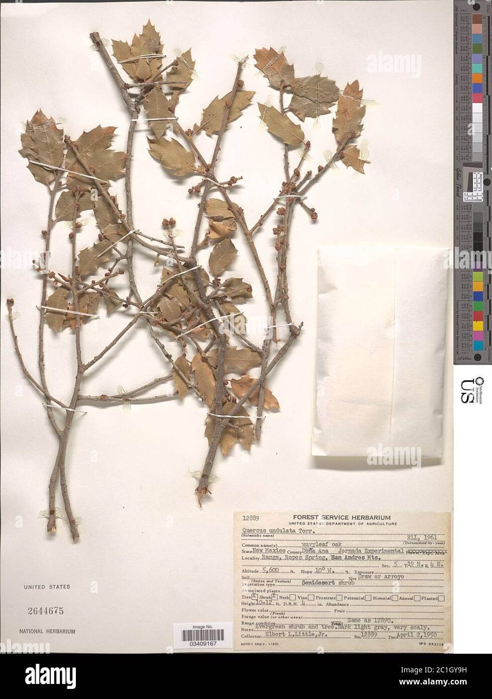 Quercus undulata Torr Quercus undulata Torr Stock Photo - Alamy