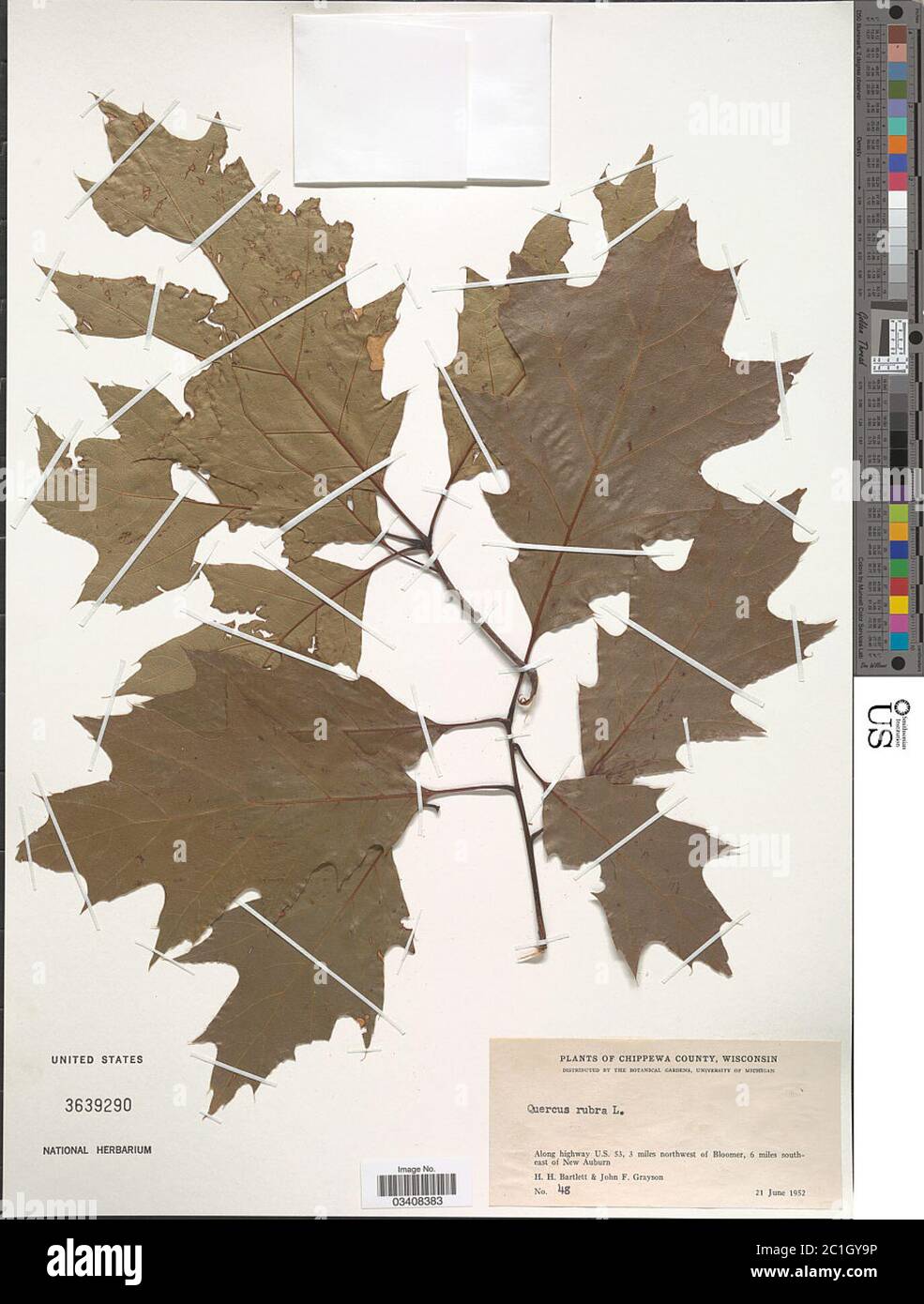 Quercus rubra L Quercus rubra L Stock Photo - Alamy