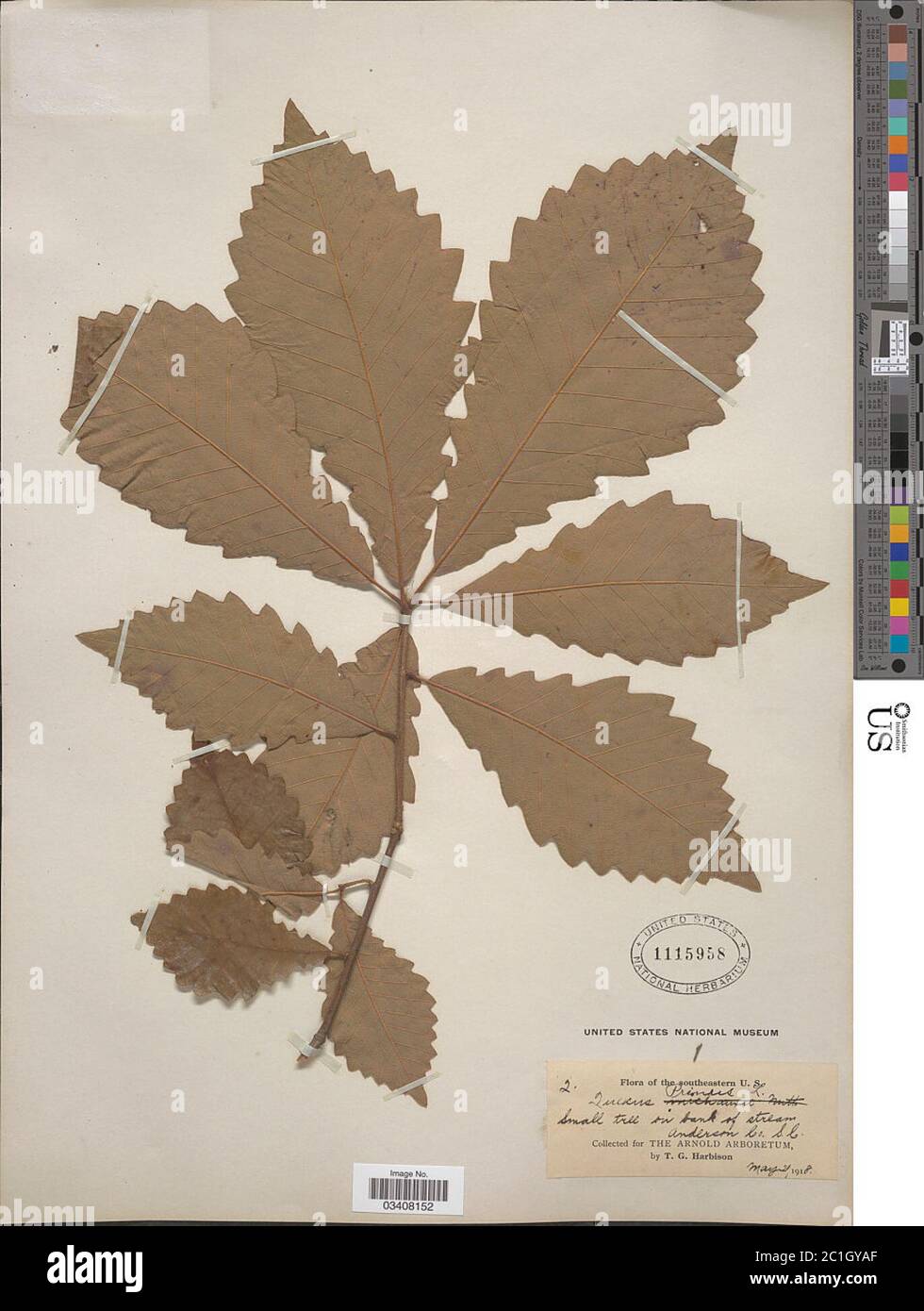 Quercus prinus L Quercus prinus L Stock Photo - Alamy