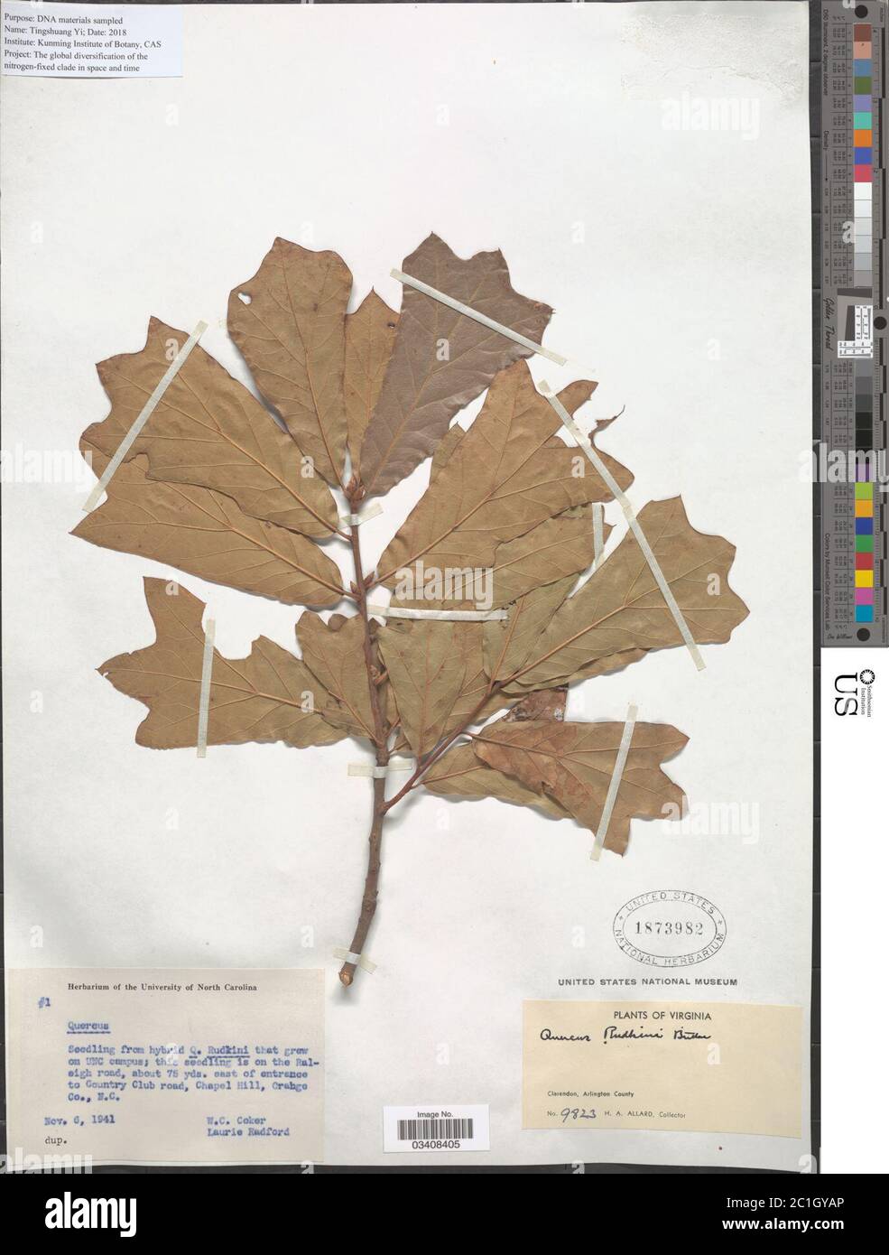 Quercus rudkinii Quercus rudkinii Stock Photo - Alamy