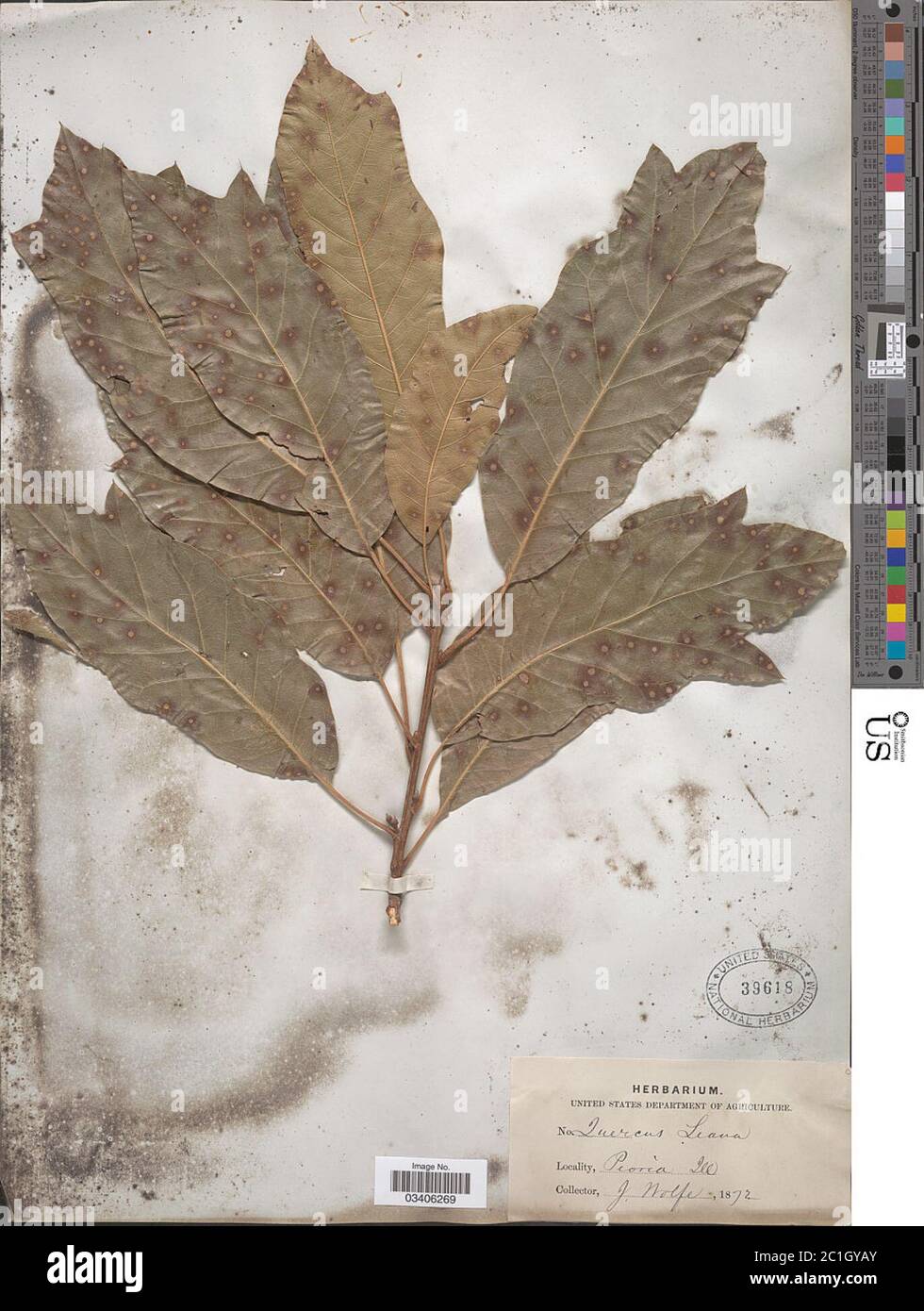 Quercus leana hi-res stock photography and images - Alamy