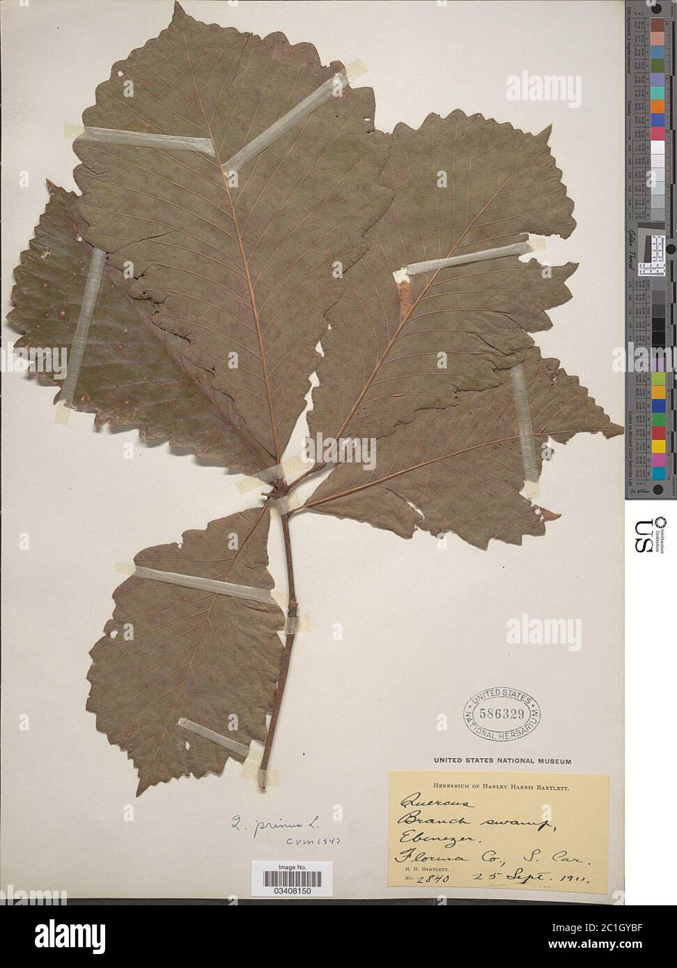 Quercus prinus L Quercus prinus L Stock Photo - Alamy