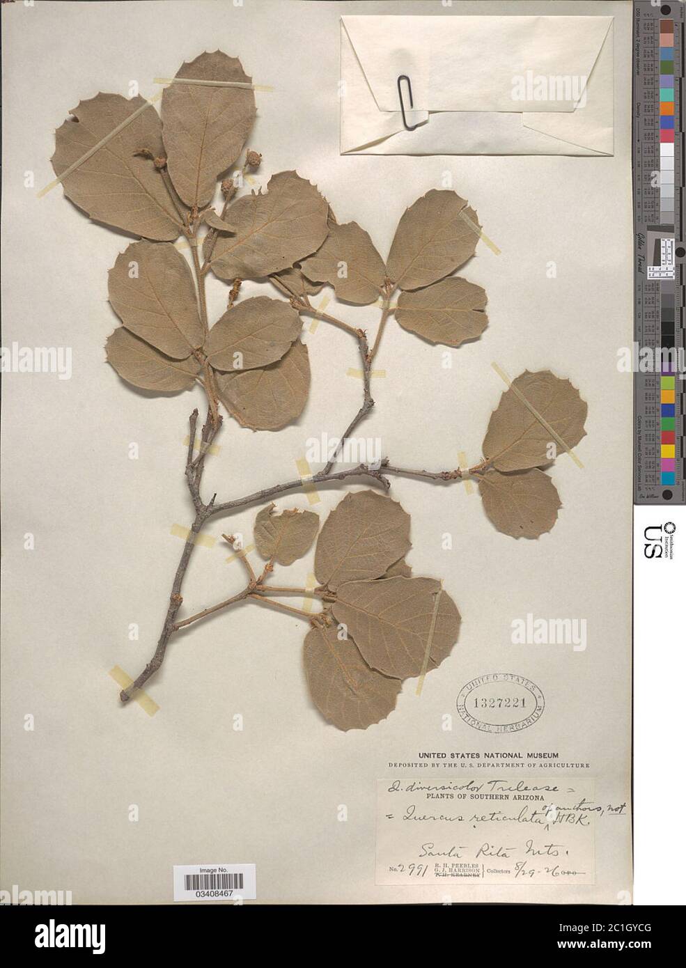 Quercus rugosa hi-res stock photography and images - Alamy