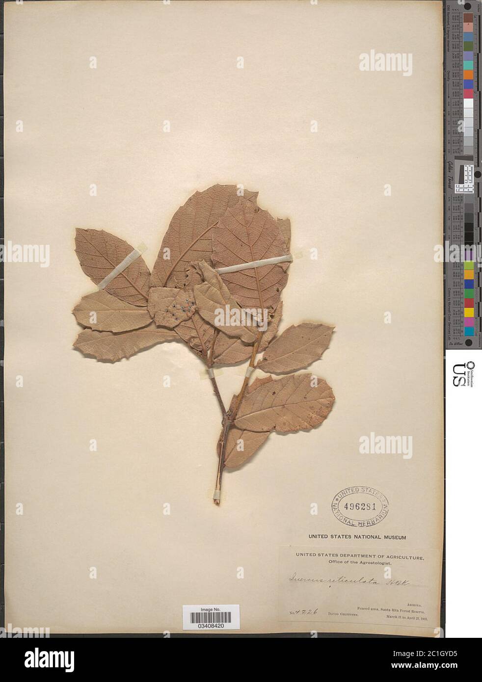 Quercus rugosa hi-res stock photography and images - Alamy