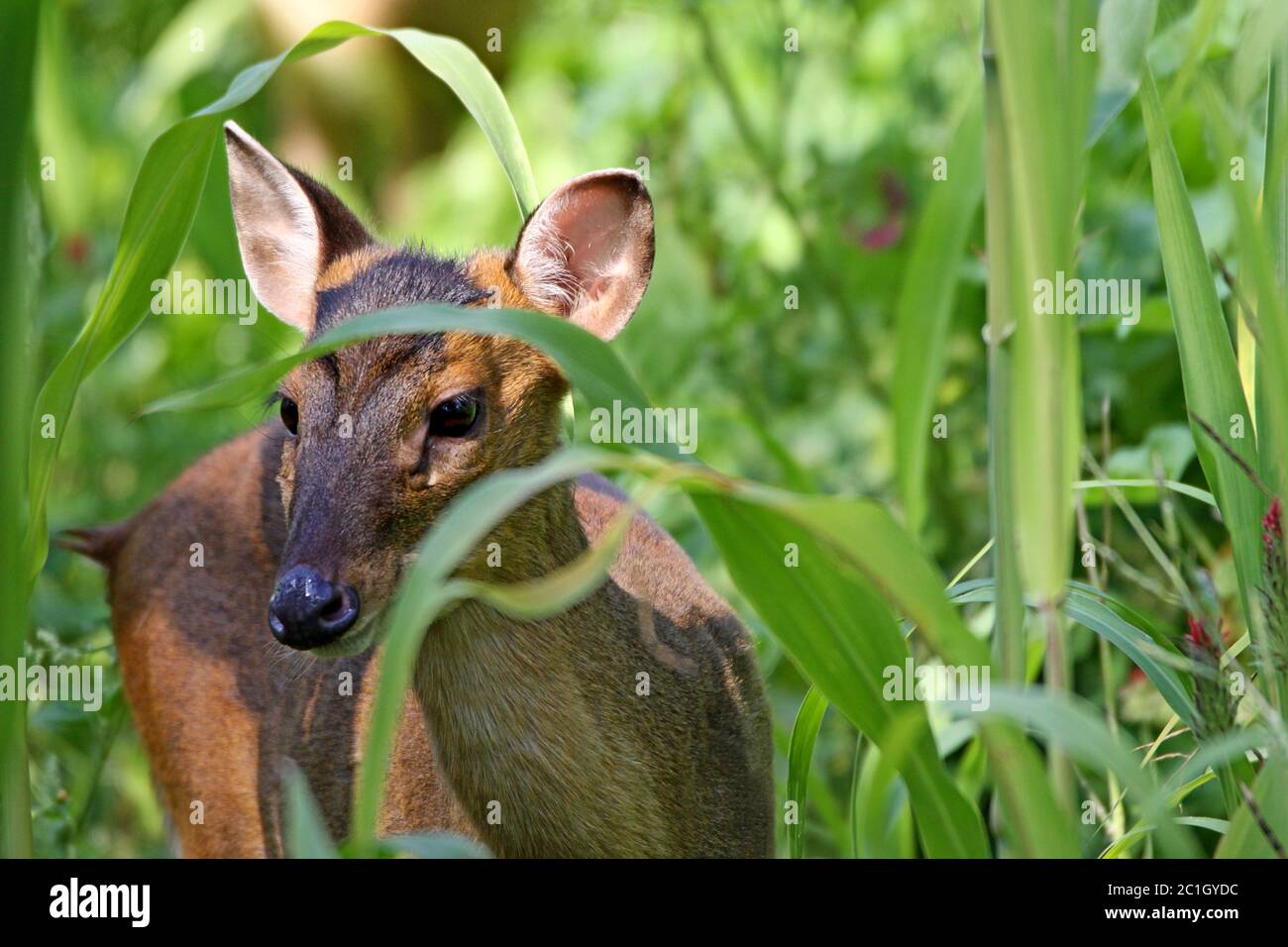 Muntjakhirsch hi-res stock photography and images - Alamy