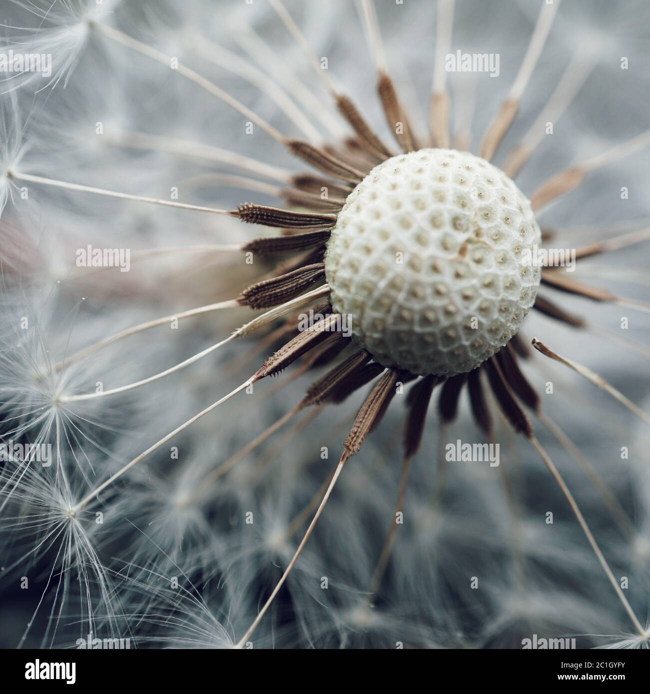 dandelion flower plant in the garden in the nature Stock Photo - Alamy