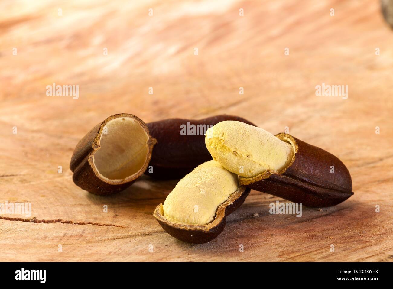 Jatoba do cerrado - West indian locust fruit sement tree - Hymenaea ...