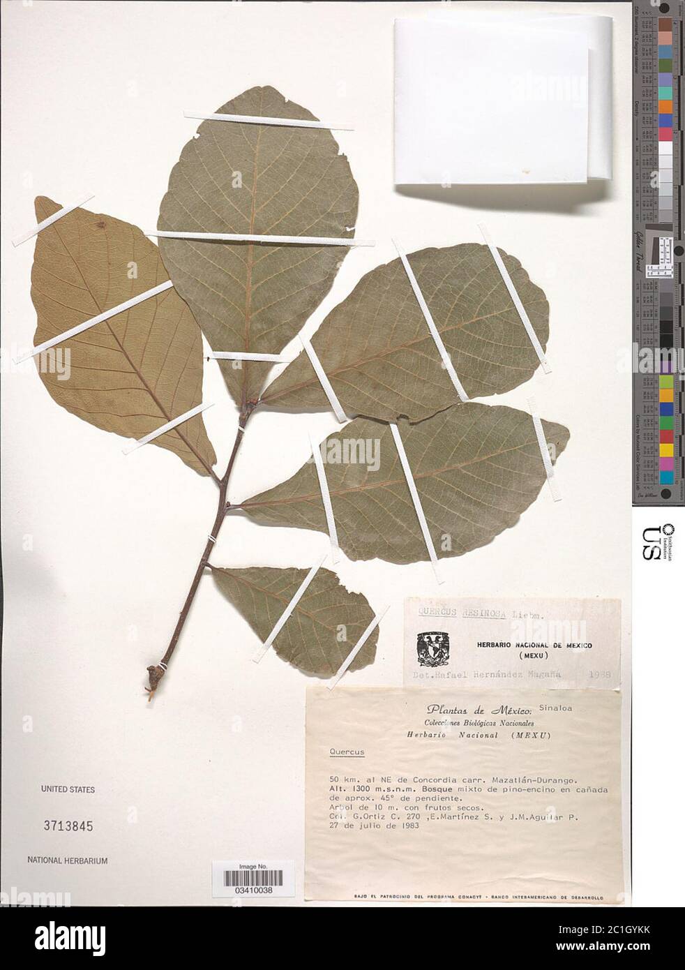 Quercus resinosa Liebm Quercus resinosa Liebm Stock Photo - Alamy