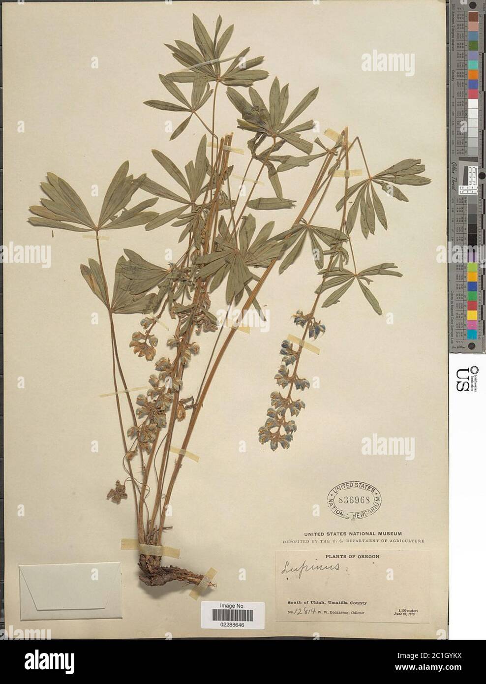 Lupinus sp Lupinus sp Stock Photo - Alamy