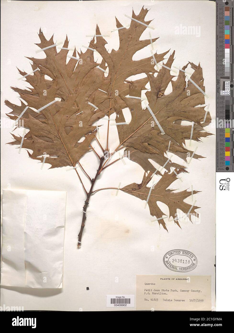 Quercus sp Quercus sp Stock Photo - Alamy