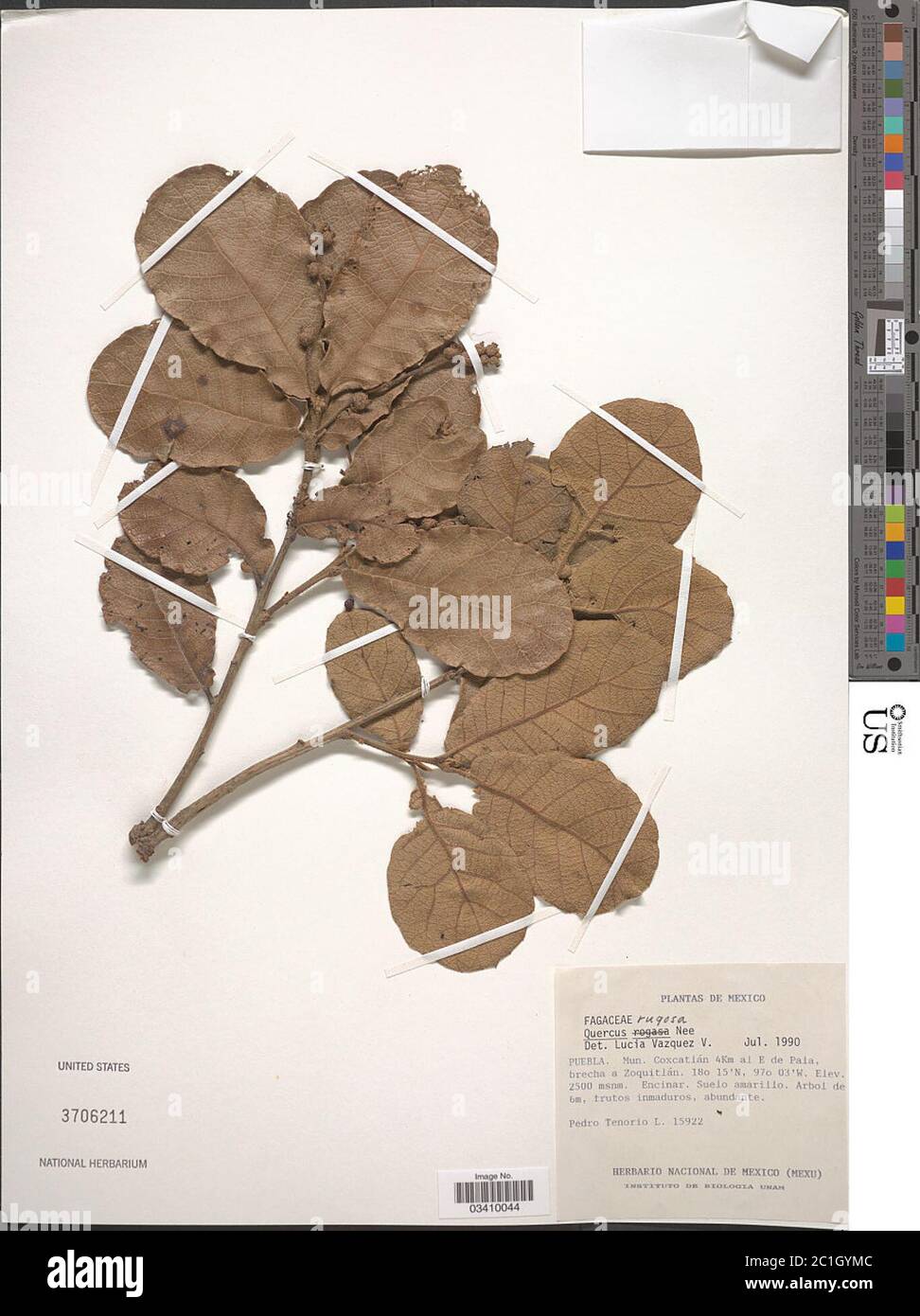 Quercus rugosa Ne Quercus rugosa Ne Stock Photo - Alamy