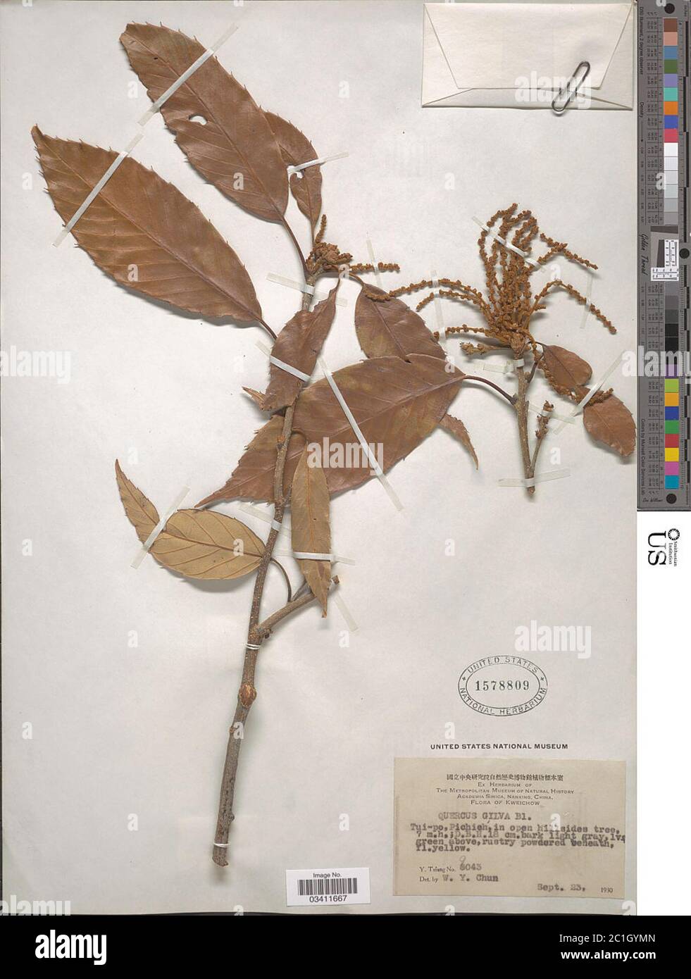 Quercus gilva Quercus gilva Stock Photo - Alamy