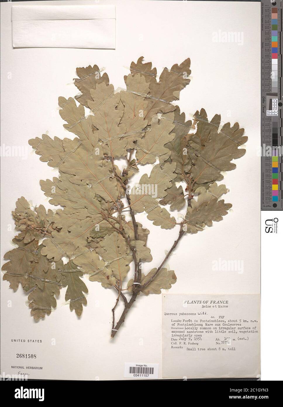 Quercus pubescens Quercus pubescens Stock Photo - Alamy
