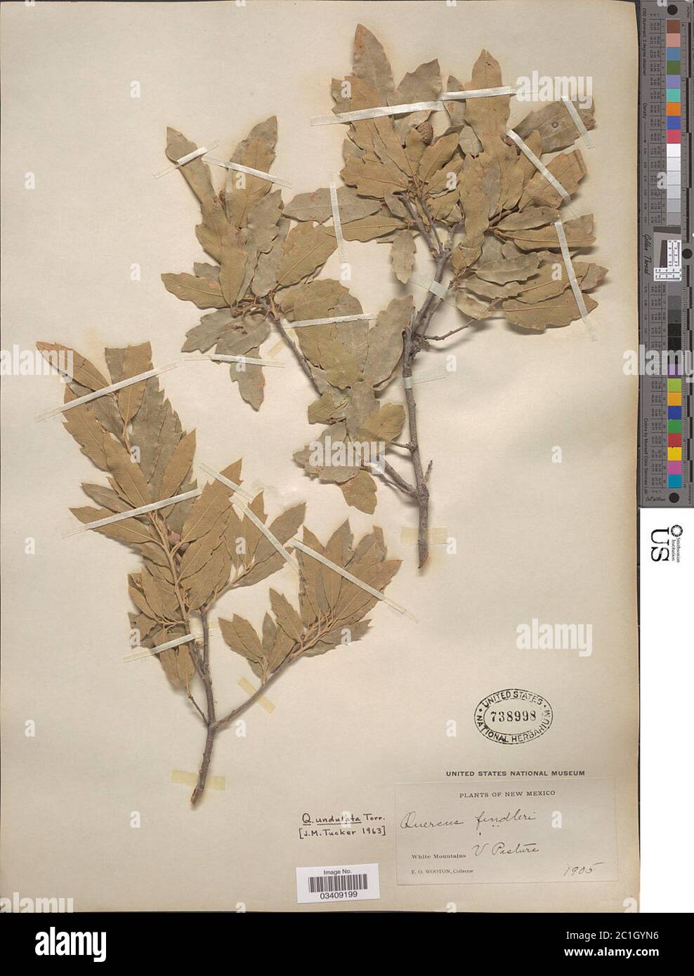 Quercus undulata Torr Quercus undulata Torr Stock Photo - Alamy