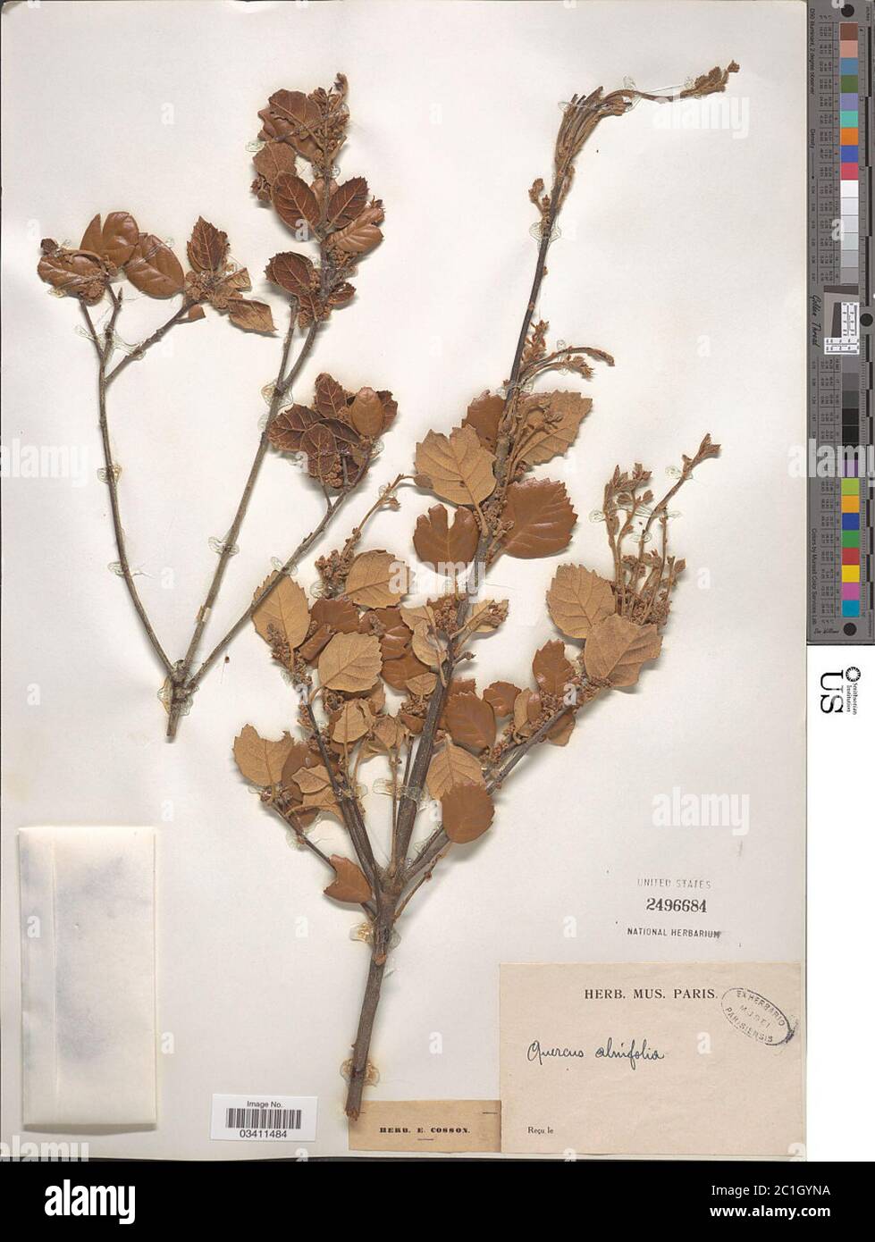 Quercus Alnifolia High Resolution Stock Photography and Images - Alamy