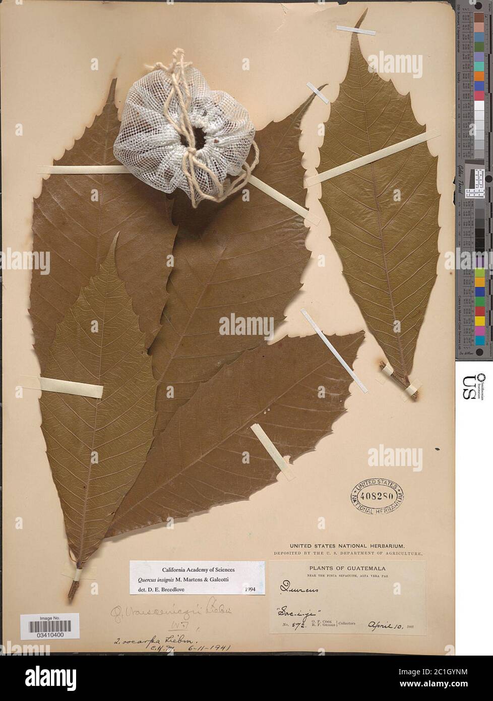 Quercus insignis hi-res stock photography and images - Alamy