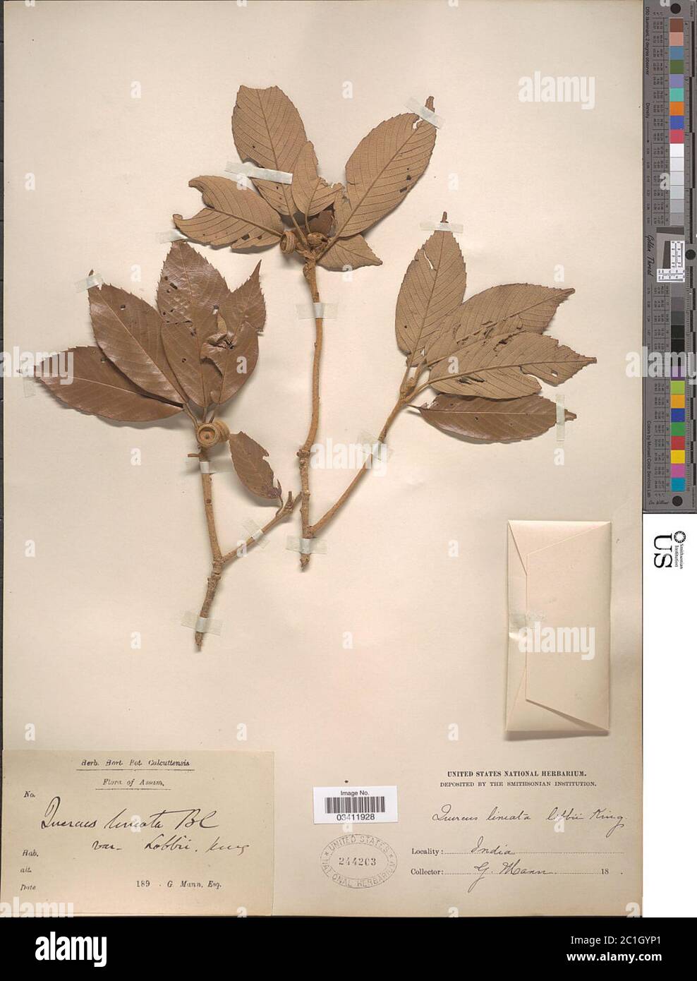 Quercus lineata Quercus lineata Stock Photo - Alamy