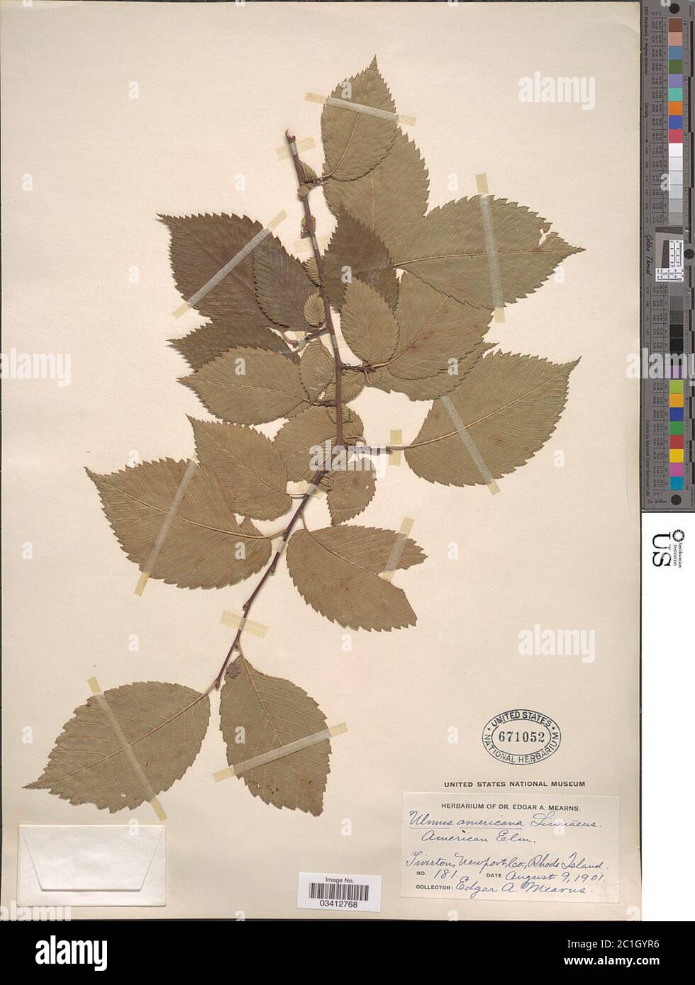 Ulmus americana l hi-res stock photography and images - Alamy