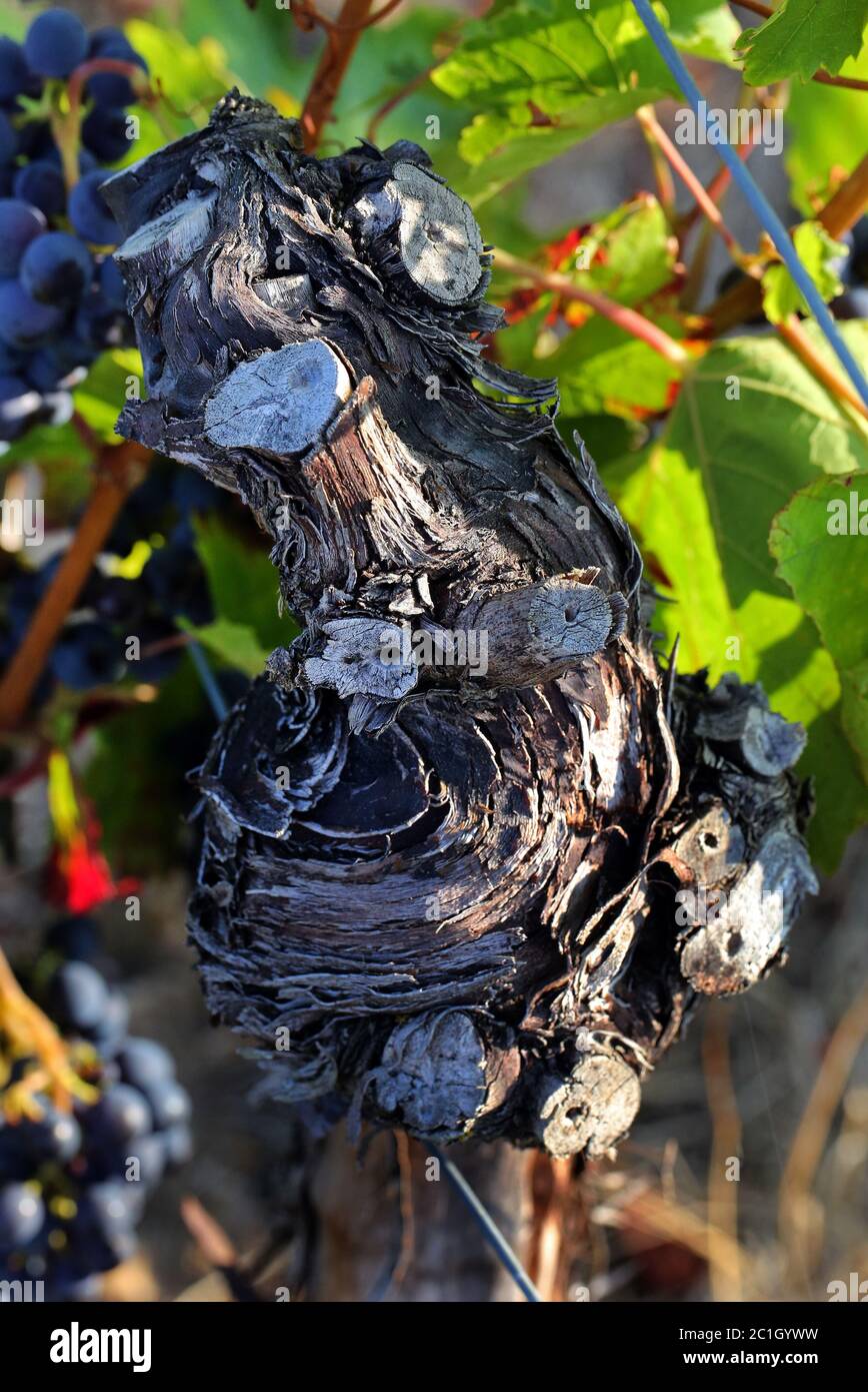 Gnarled vine hi-res stock photography and images - Alamy