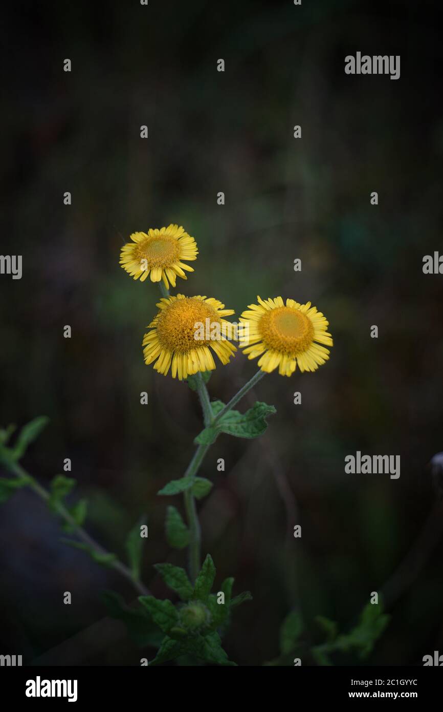 Nature in yellow hi-res stock photography and images - Alamy