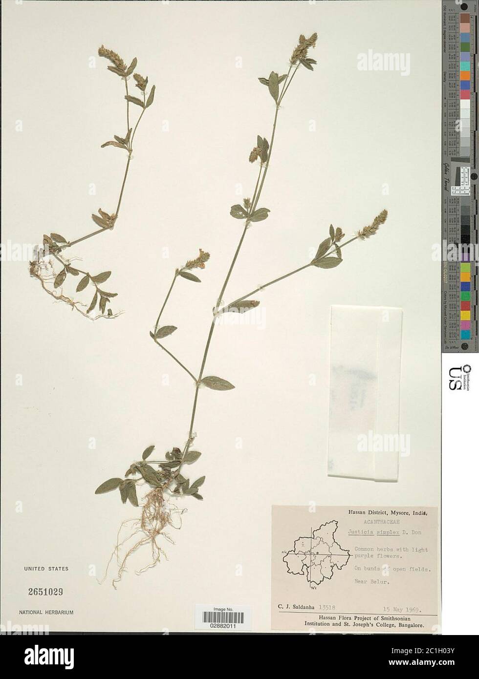 Justicia simplex D Don Justicia simplex D Don Stock Photo - Alamy