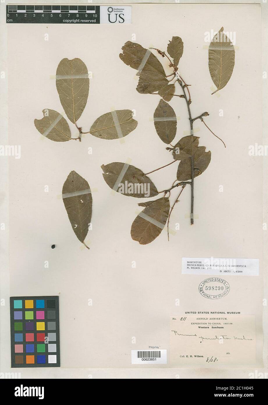 Prunus sarg hi-res stock photography and images - Alamy