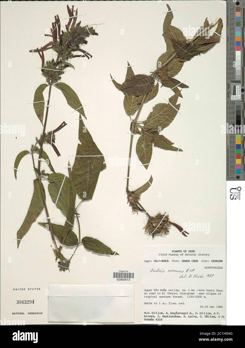 Justicia secunda Vahl Justicia secunda Vahl Stock Photo - Alamy